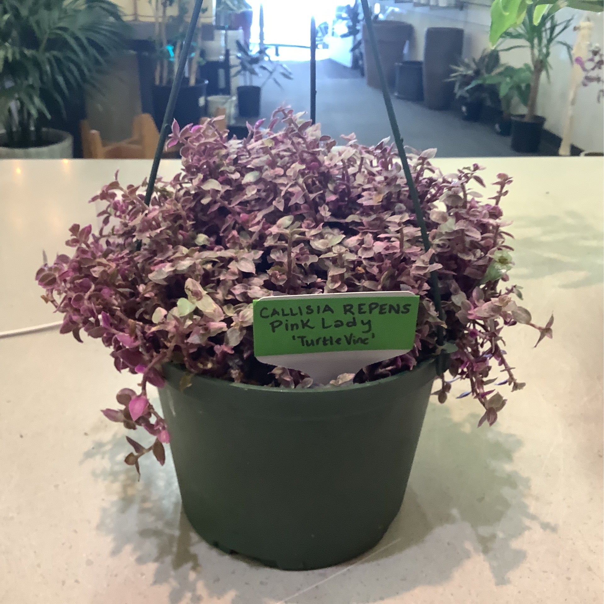 Callisia Repens Pink Lady “Turtle Vine” - 6” | The Plant Studio LLC